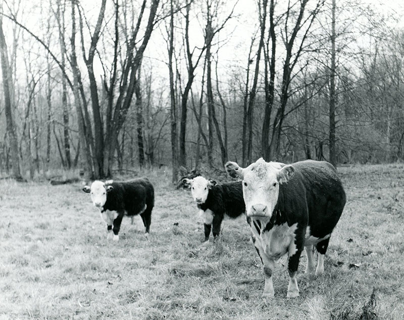 11_21_1971_John_Barcroft_Farm._Pictured_are_beef_cattle_on_grass__full ...